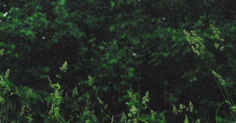 강우 경치 고요한 고요함 녹색 숲 녹색 환경 녹지 맑은 공기 무성한 단풍 반짝이는 잎사귀 봄비 비 비 내리는 비 방울 비 오는 날 비오는 장면