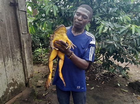 Engaging Community To Save The Goliath Frog Planet Forward