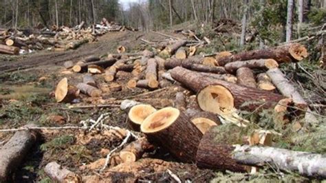 Dilg At Denr Nagsanib Puwersa Upang Sugpuin Ang Illegal Logging At