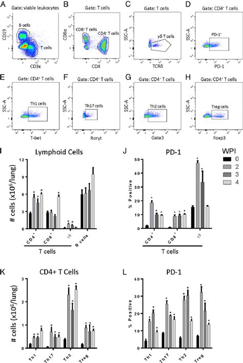 Persistent Cryptococcal Lung Infection Promotes Lymphoid Cell Download Scientific Diagram