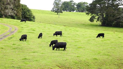 Cattle Grazing In Green Pasture Stock Footage Sbv 352543159 Storyblocks