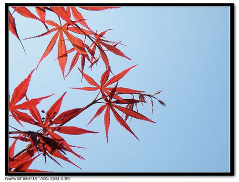 【叶摄影图片】室外生态摄影 菜鸟老老头的自留地 太平洋电脑网摄影部落