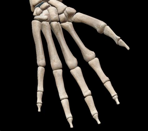 Carpal Bones Anterior View Diagram Quizlet