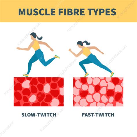 Muscle Fibre Types Illustration Stock Image F038 6148 Science Photo Library
