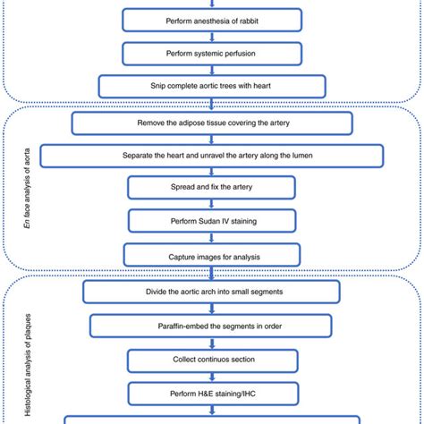 Procedure Of Atherosclerotic Lesion Quantification In Rabbits Hande