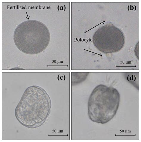 Developmental Stages Of Crassostrea Gigas A Fertilized Eggs With A