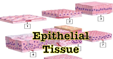 Epithelial Tissue And Its Correlation With Disease ~ Shortcuts Of Human
