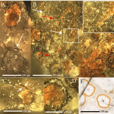 Visible Light Microscopy And 3 D Extended Focal Imaging Of A Range Download Scientific Diagram