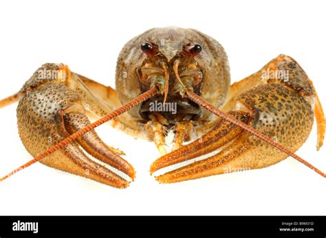 Crayfish Maxilla Crayfish Maxilla