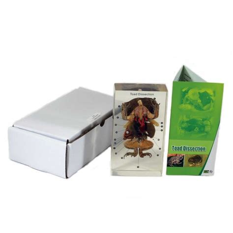 Toad Dissection Specimen Science First Toad Dissection Specimen Science First
