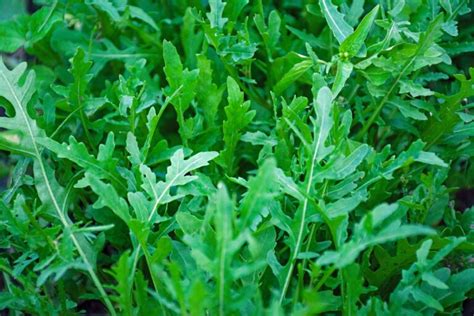 How To Grow Arugula In Your Veggie Patch Gardeners Path