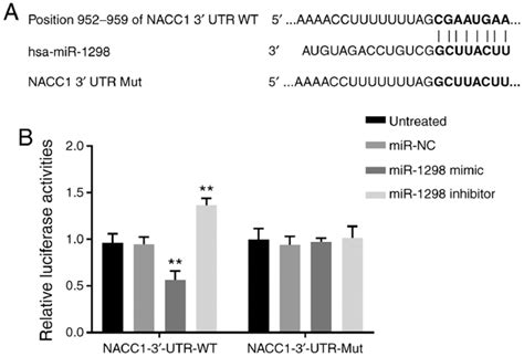 Nacc1 Is A Target Gene Of Mir 1298 A Targetscan Was Used To Predict