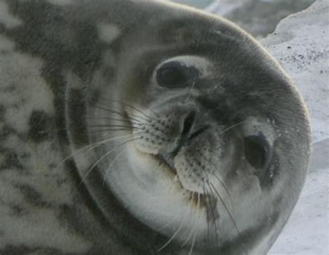 Weddell Seal Facts