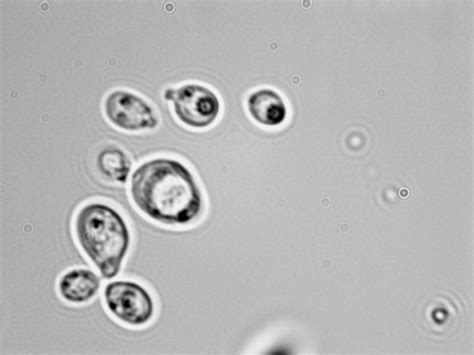 Cryptococcus Laurentii Viticulture And Enology