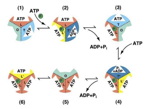 ATP Synthase Structure Mechanism Inhibition Diseases Biology Notes Online