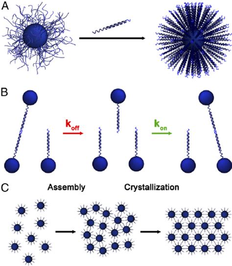 A Paes Are Synthesized By First Densely Functionalizing Gold