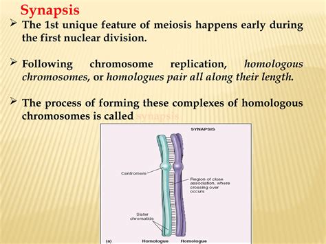 Synaptonemal Complex And Its Role In Crossing Over Ppt