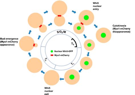 Figure 2 From Degradation Of The Mitotic Cyclin Clb3 Is Not Required
