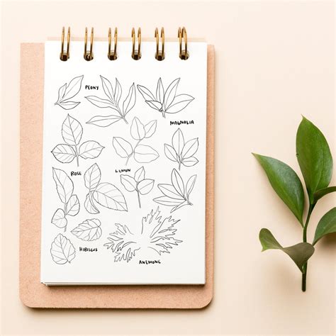 Flower Leaf Tracing Guide Learn To Draw Leaves Tracing Project