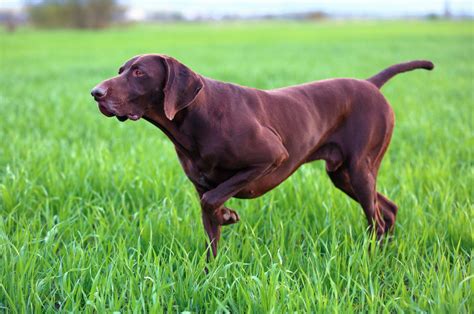 4 German Shorthaired Pointer Colors Color Combinations