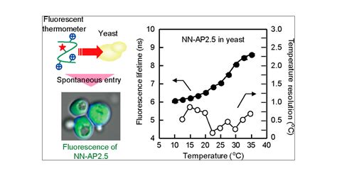 Cationic Fluorescent Polymeric Thermometers With The Ability To Enter Yeast And Mammalian Cells