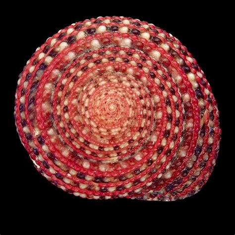 Strawberry Topshell Clanculus Pharaonius A Small Sea Snail They Can Be Found In The Indian