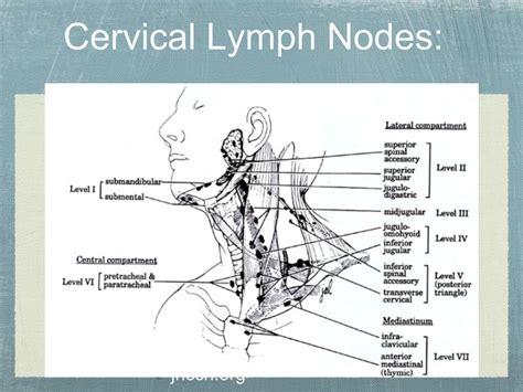 Ppt Scanning The Post Thyroidectomy Neck Powerpoint Presentation