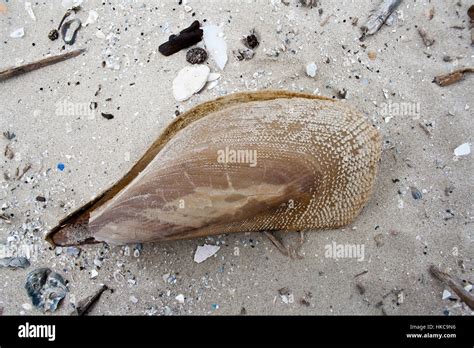 An Empty Large Brown Pen Shell Clam Washed Up On A Beach At The Gulf Of