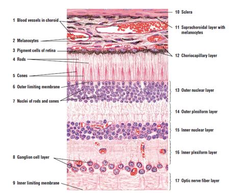 Retina Slide Labeled At David Desantis Blog