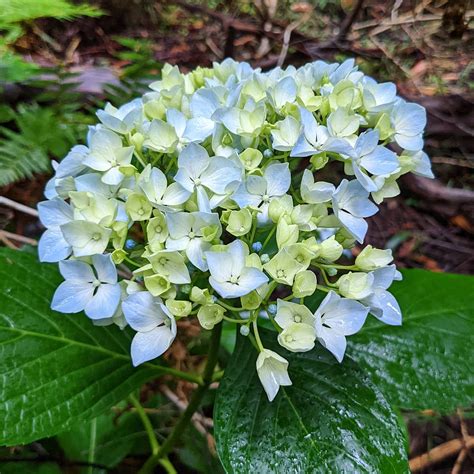 Bigleaf Hydrangea Hydrangea Macrophylla Weeds Of Melbourne