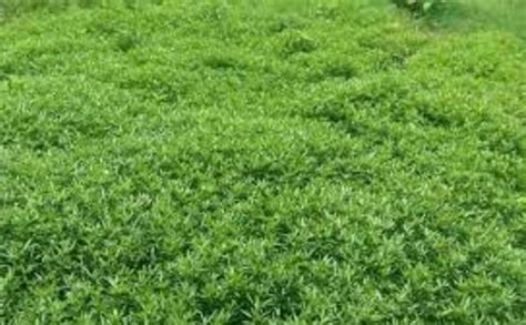 Sri Sai Forestry Stylo Hameta Grass Seeds For Fodder And Garden Pack