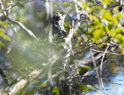 Common Potoo Nyctibius Griseus In Brazil Stock Image Image Of