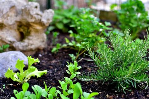 Perfect Rosemary Companion Plants For Your Garden Ultimate Backyard