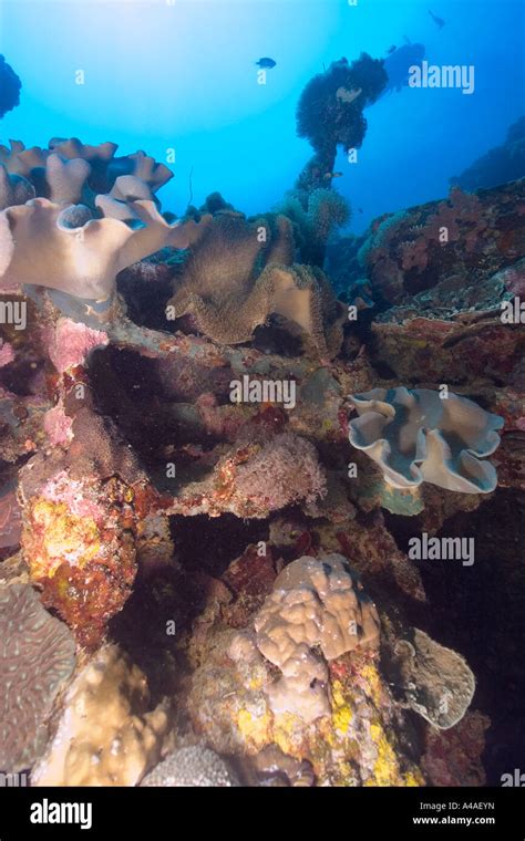 Large Diversity Of Soft And Hard Corals Growing Over The External