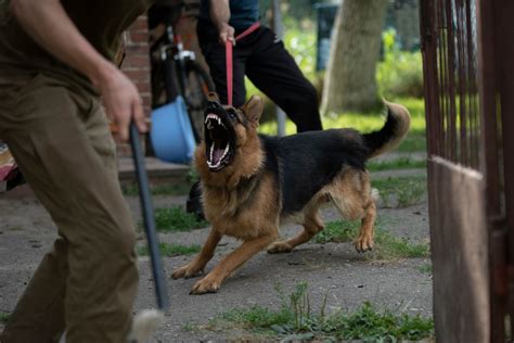 Attacking German Shepherd