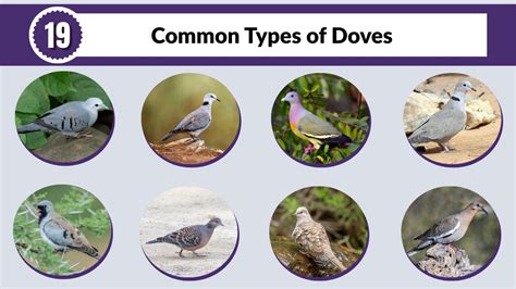 19 Common Types Of Doves Identification Name And Pictures
