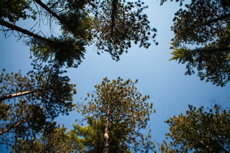 무료 이미지 나무 자연 숲 분기 구름 하늘 햇빛 아침 잎 가을 시즌 삼림지 생태계 우디 식물 5616x3744 50440 무료 이미지