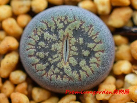 C054 Lithops Aucampiae Ssp Euniceae V Fluminalis Matunai