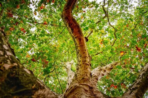 Sycamore Tree Identification Key Features And Characteristics