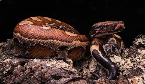 Blood Python 101 The Essential Care Guide Blood Python 101 The Essential Care Guide