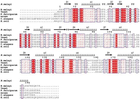 Amino Acid Sequence Alignment Of Guanylate Kinases Of B Malayi Yeast