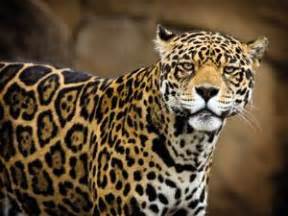 Turing Patterns Feature Chemistry World