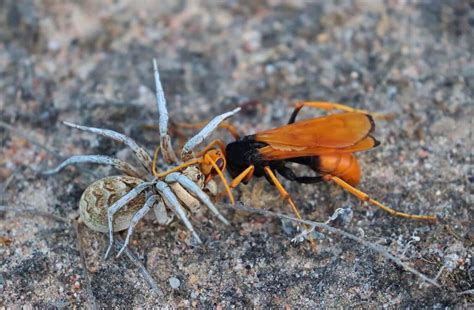 Download Spider Wasp Hunting Spider Wallpaper
