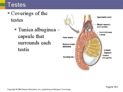 16 Part A The Reproductive System Power Point
