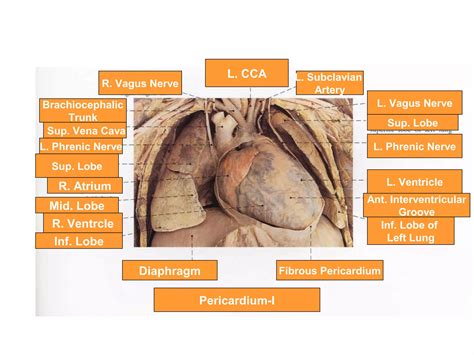 Cardiovascular Ospe Practical Images Ppt