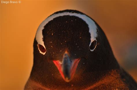 Pingüinos De Chile Los Extraordinarios Buceadores Que Vuelan En Los