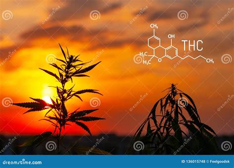 Tetrahydrocannabinol And Drawn His Chemical Formula Structural Model