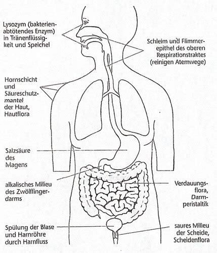 Immunsystem Karteikarten Quizlet