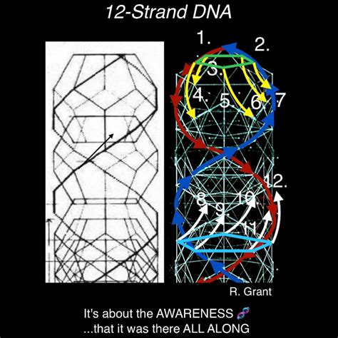 Mod24 Logarithmic Möbius Spirals In Dna Torus Fields And Processional