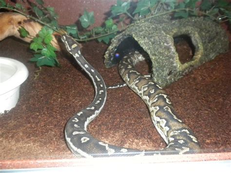 Angolan Pythons